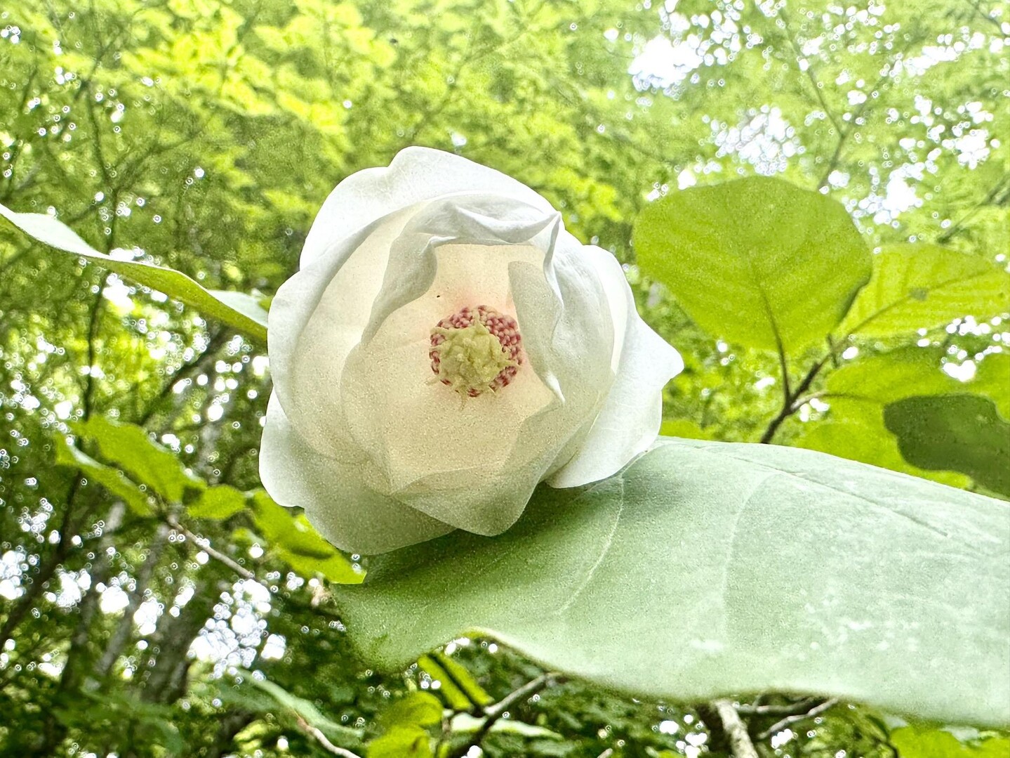 猟師山で貴婦人に出逢う / Red-RAV4💫さんの九重山（久住山）・大船山・星生山の活動日記 | YAMAP / ヤマップ