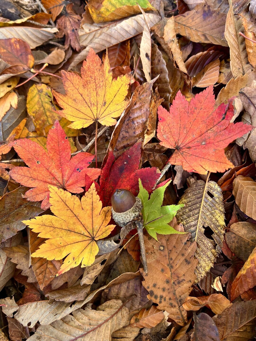 紅葉の大菩薩嶺〜牛ノ寝通り縦走🍁 / 白柴rinさんの大菩薩嶺・鶏冠山・大マテイ山の活動データ | YAMAP / ヤマップ