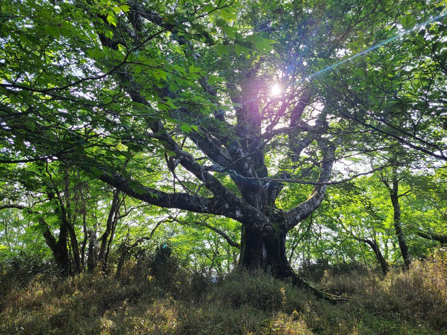 大座礼山、三ッ森山 / jnkさんの東赤石山・西赤石山・物住頭の活動データ | YAMAP / ヤマップ