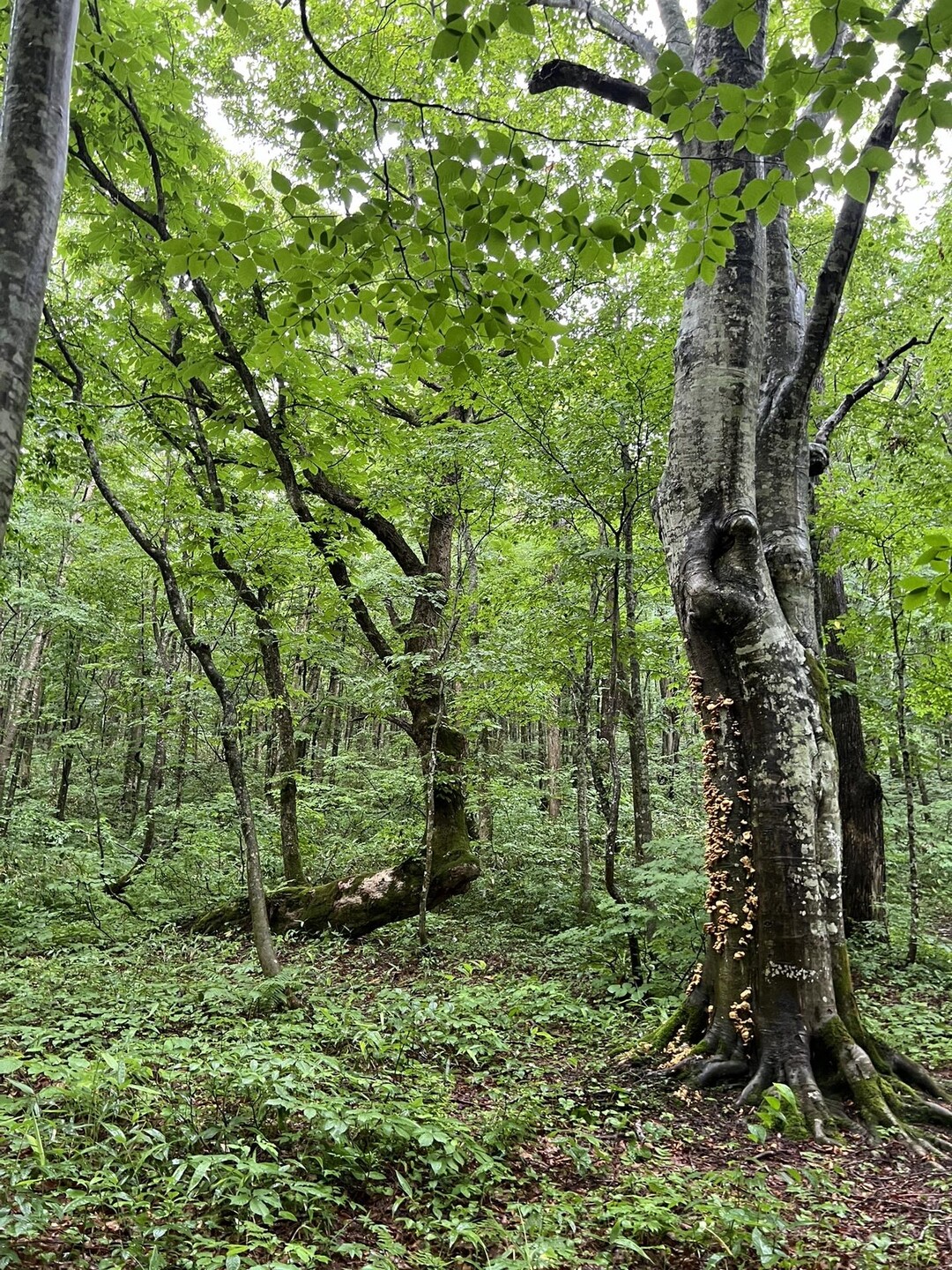 岩畑山 / みさまこさんの岩手山・八幡平・安比高原 50km トレイルの活動データ | YAMAP / ヤマップ