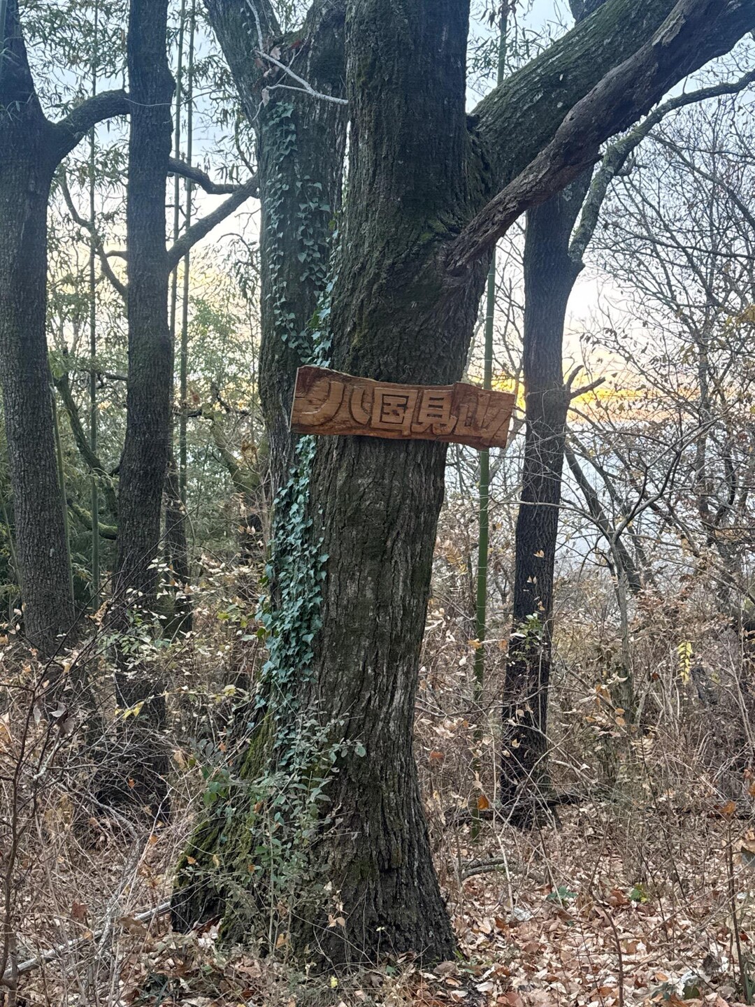 渋沢丘陵トレラン / syu8_PPさんの八国見山・頭高山の活動データ | YAMAP / ヤマップ