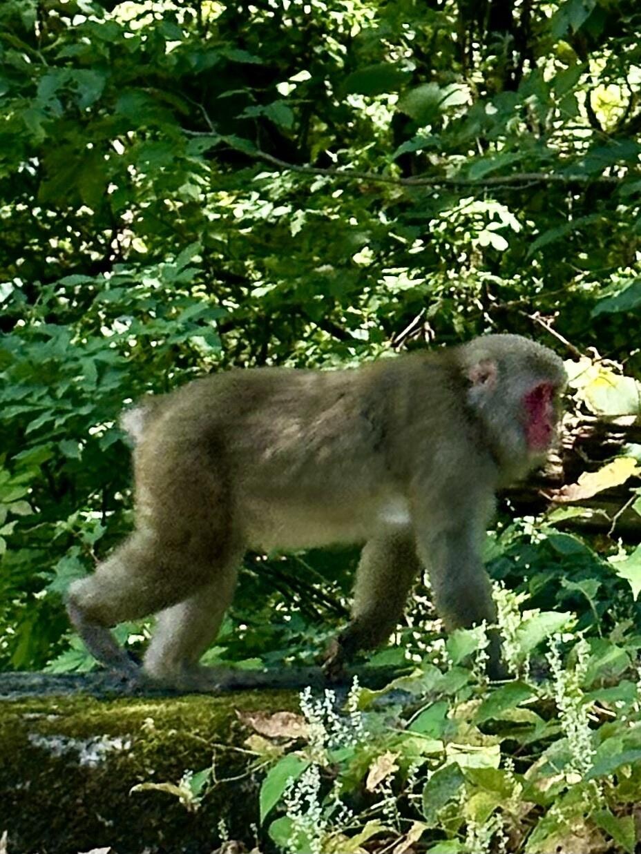 焼岳（北峰） / SM-peaksさんの槍ヶ岳・穂高岳・上高地の活動日記 | YAMAP / ヤマップ
