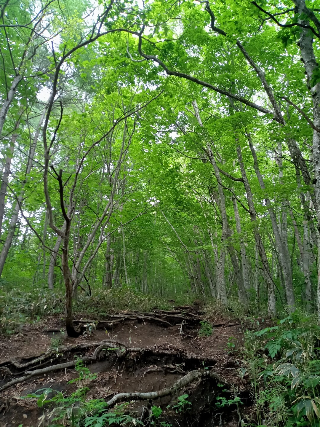 緑が目に染みる / big-hornさんの姫神山の活動データ | YAMAP / ヤマップ