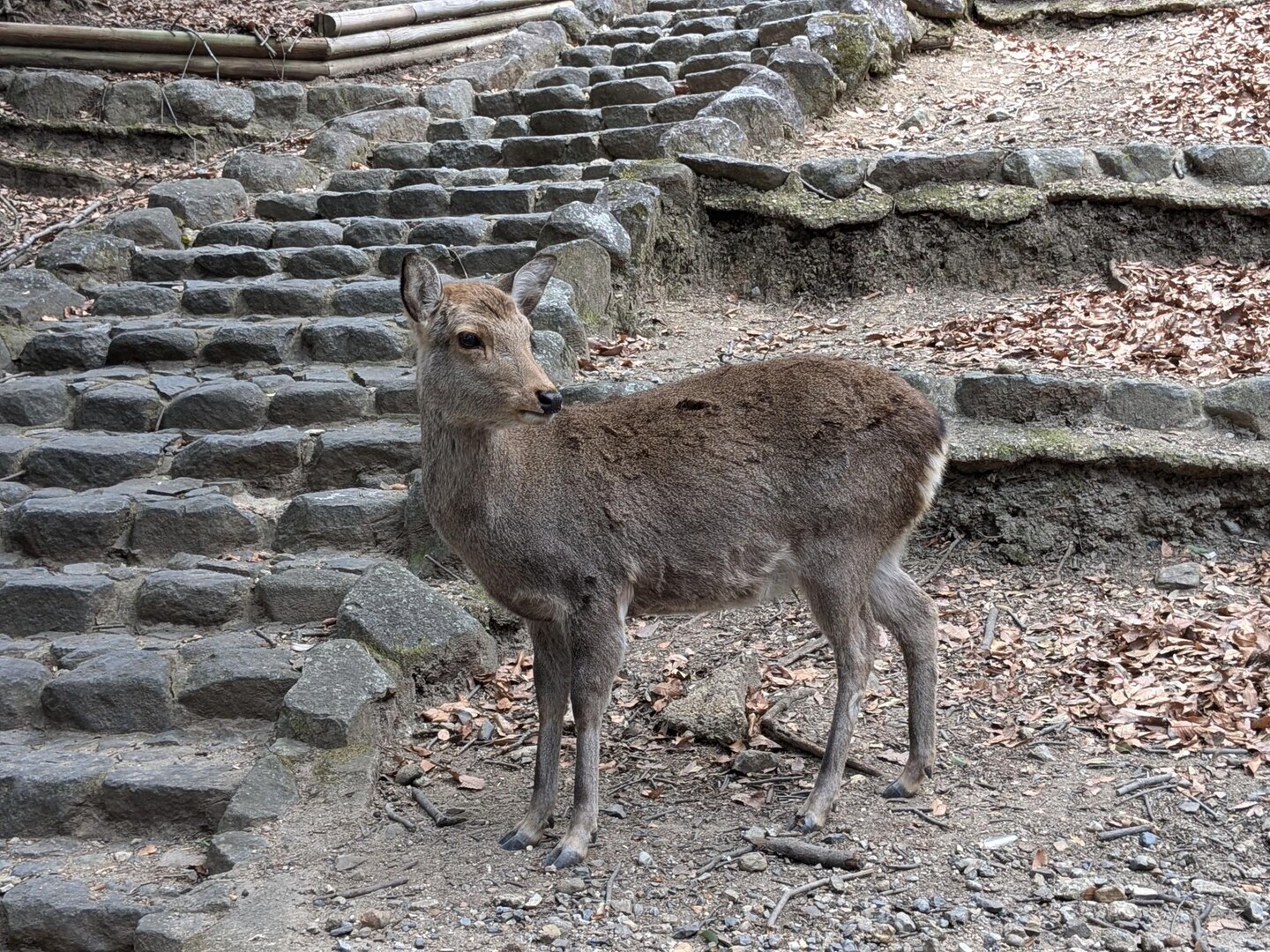 龍王山＋山の辺の道 / mettaさんの三輪山・巻向山・龍王山の活動データ | YAMAP / ヤマップ