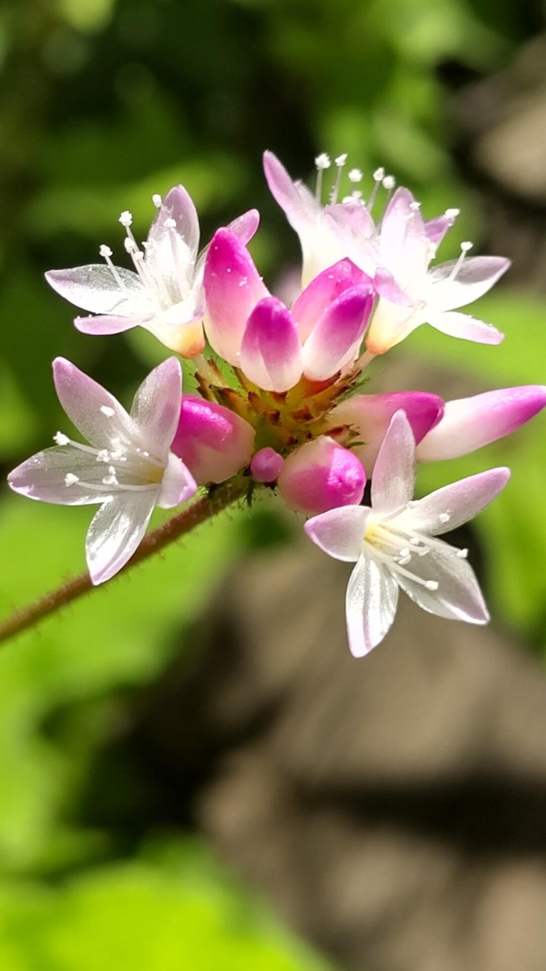 榛名の臥牛山～埼玉へと秋の花巡り🎶 / 🍀makokazu🍀さんの榛名山・天狗山・天目山の活動データ | YAMAP / ヤマップ