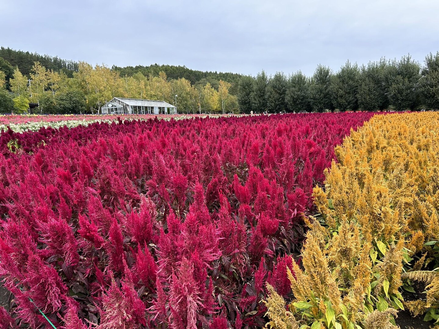 2024年10月3日 本日は両親と車で ... / ni43さんのモーメント | YAMAP / ヤマップ