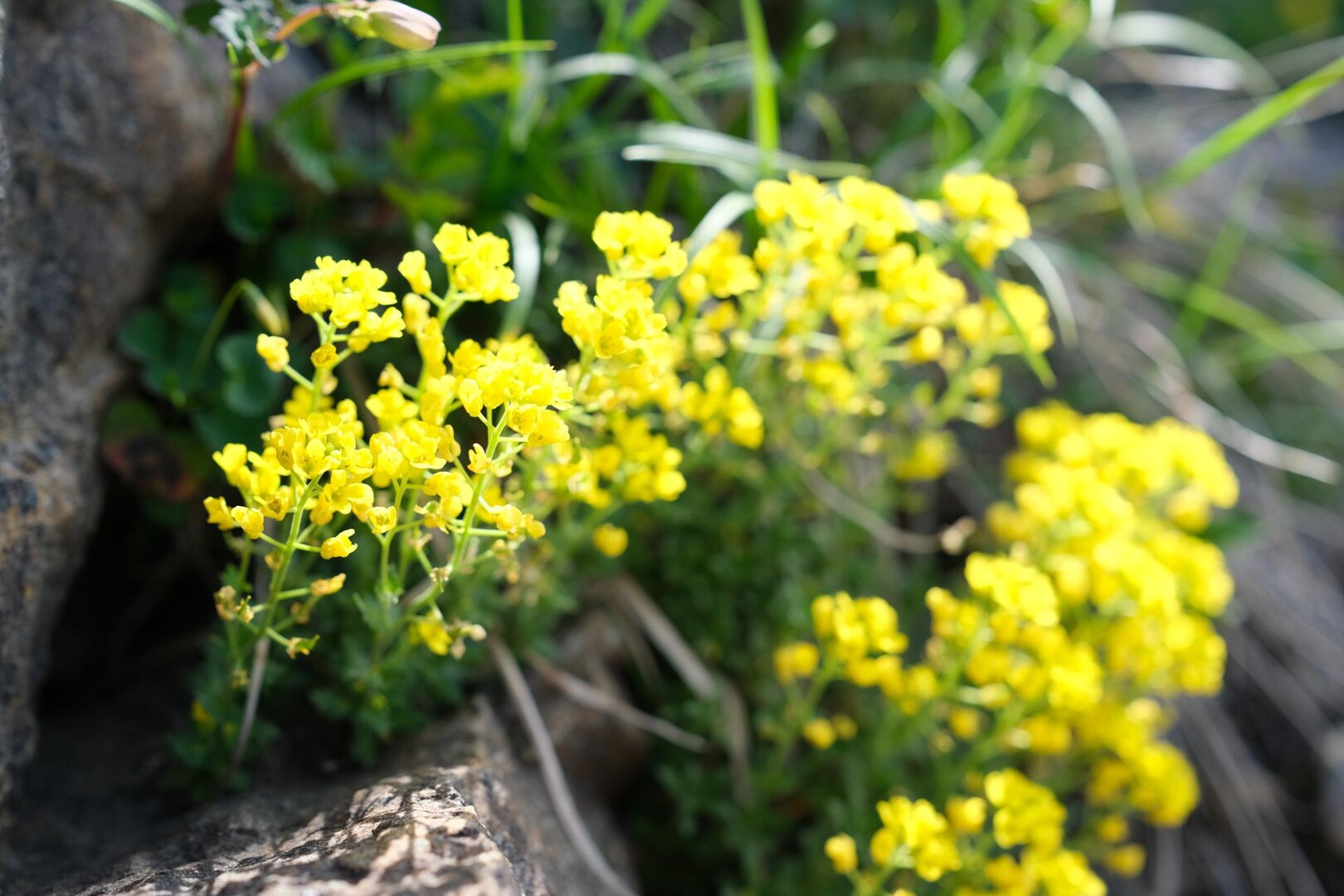 花の早池峰 魅惑の縦走路 / Foresterさんの早池峰山・薬師岳・鶏頭山の活動データ | YAMAP / ヤマップ