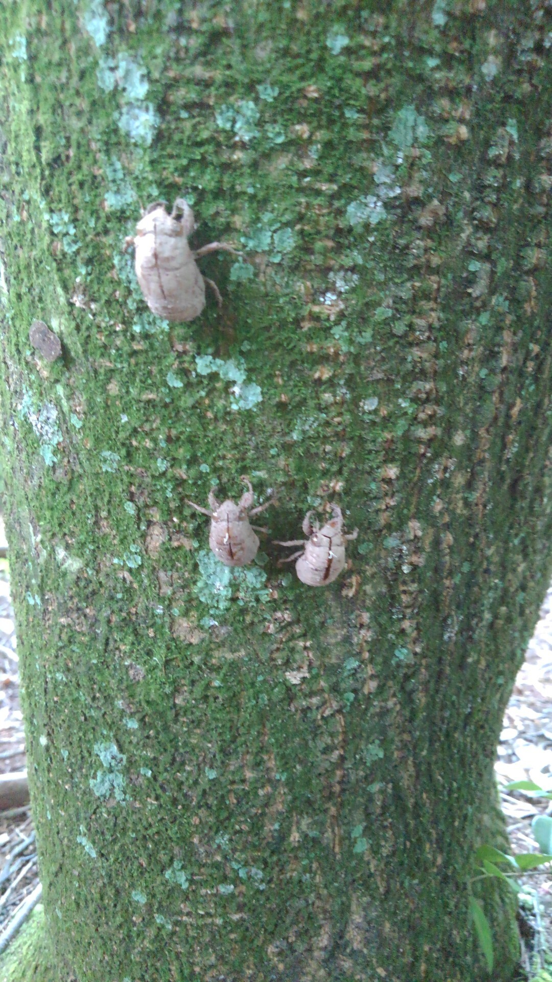 霊山R4-30（17）2022-07-27 / miimmさんの障子岳・霊山・飛来山・本宮山の活動データ | YAMAP / ヤマップ