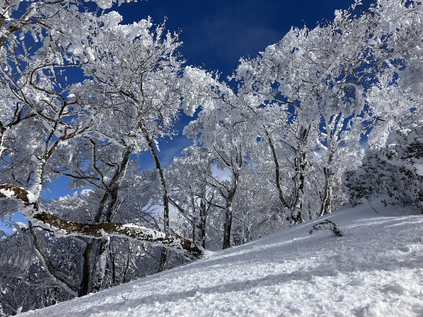 綿向山 / cafe_Orinさんの綿向山の活動データ | YAMAP / ヤマップ