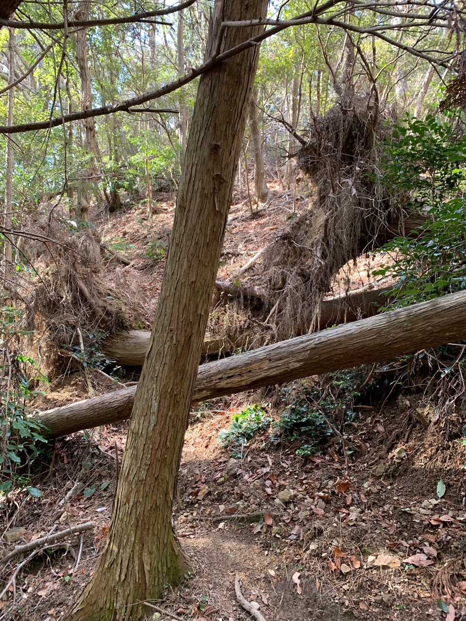 greenmoonきくちゃんさんの投稿したフィールドメモ | YAMAP / ヤマップ