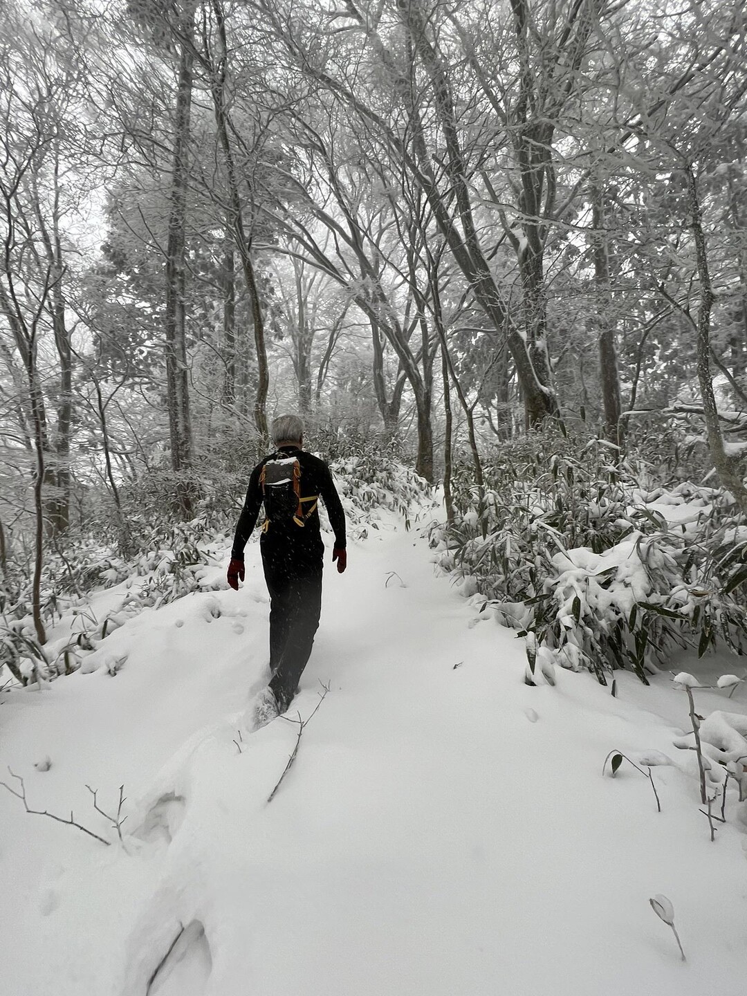 金剛山 ️ツツジオ谷⤴️松の木尾根⤵️ / sinoさんさんの金剛山・二上山・大和葛城山の活動データ | YAMAP / ヤマップ