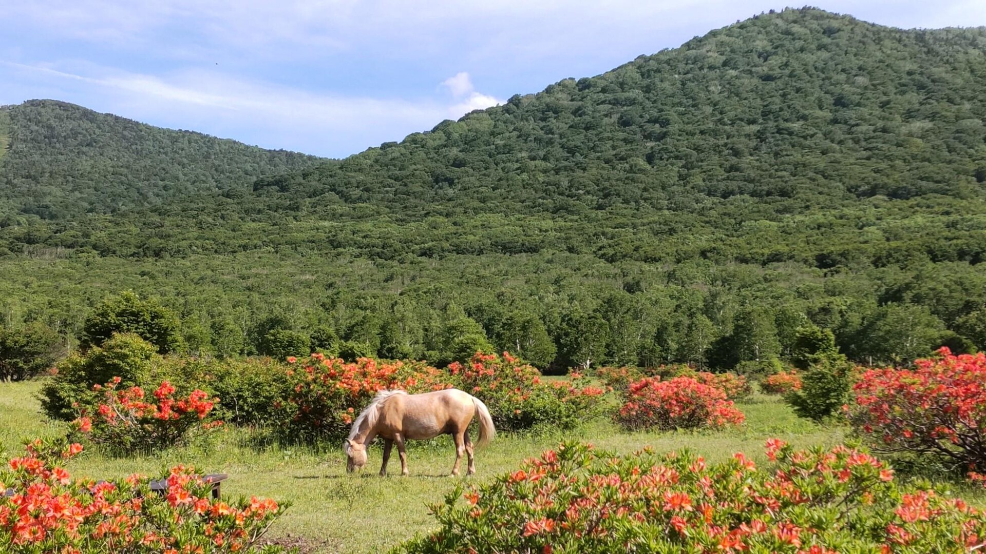 安比高原 山歩 2023-06-10 / かずさんの岩手山・八幡平・安比高原 50km トレイルの活動データ | YAMAP / ヤマップ