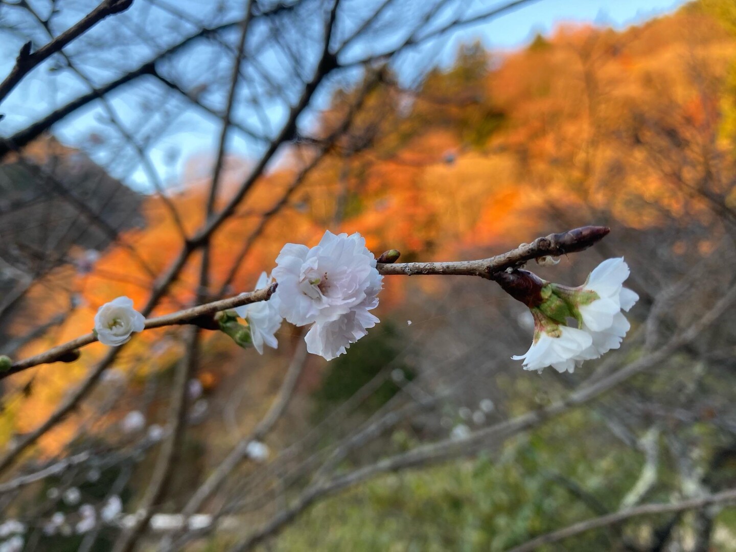 両神山日向大谷から🍁 / よっちゃんさんの両神山・諏訪山・二子山の活動データ | YAMAP / ヤマップ