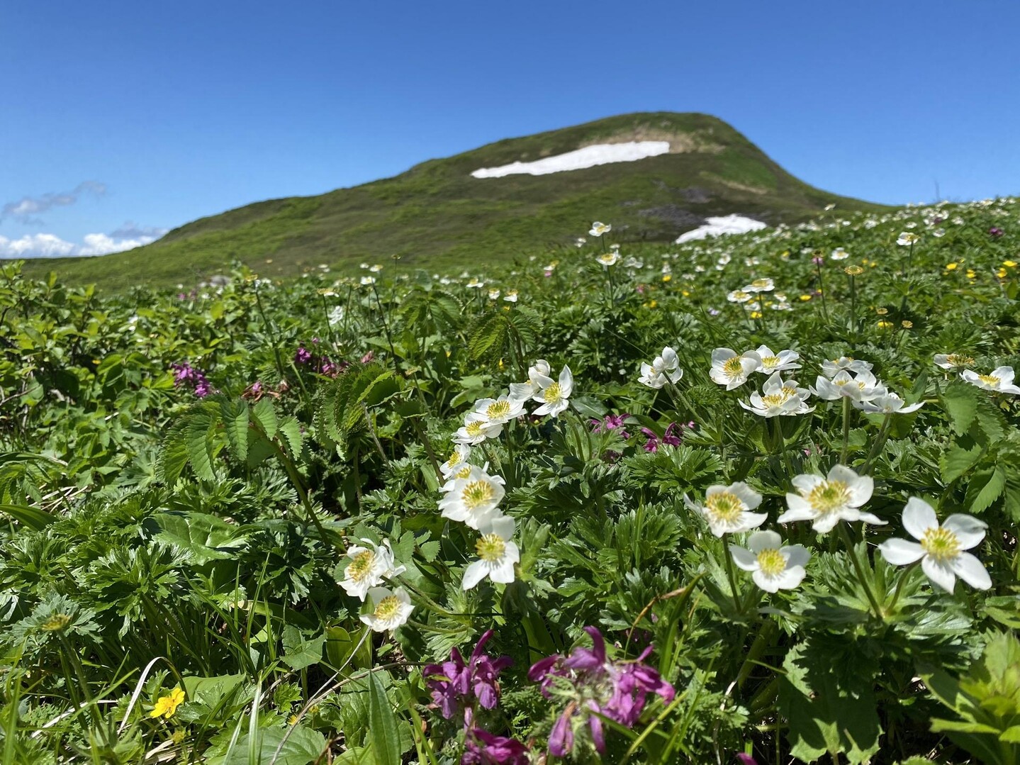 東焼石岳 / arataさんの焼石岳・兎森山・鷲ヶ森山の活動データ | YAMAP / ヤマップ
