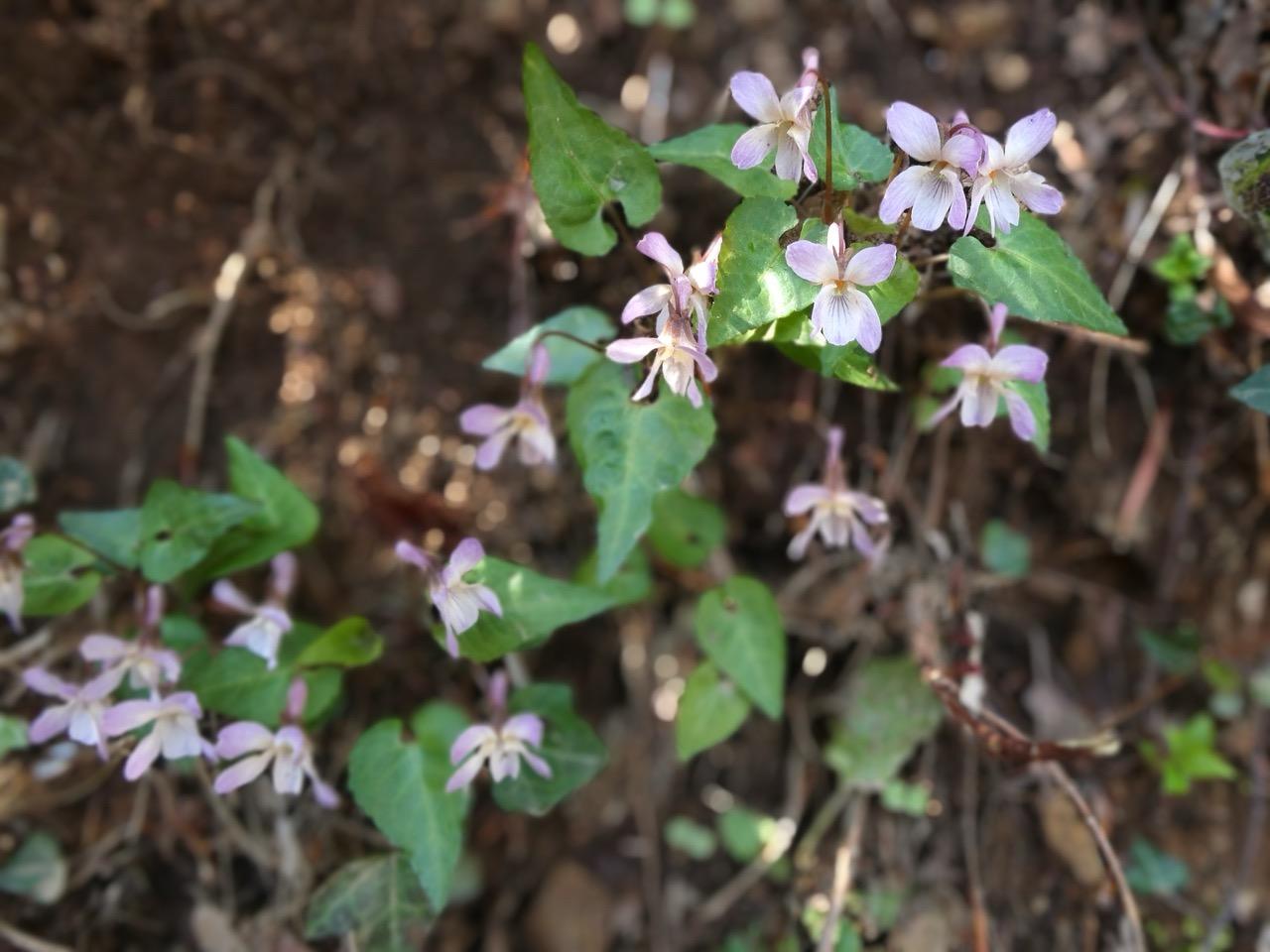 高尾山 / skipさんの高尾山・陣馬山・景信山の活動データ | YAMAP / ヤマップ