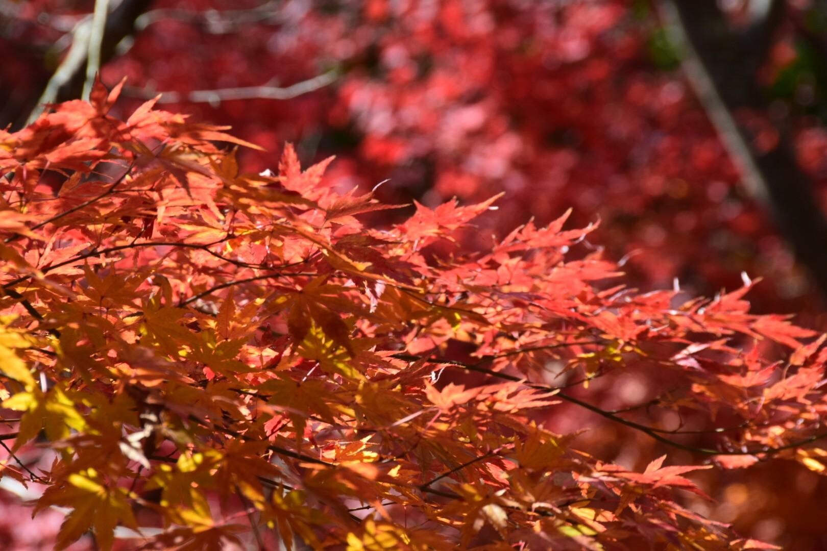 紅葉見納め⁉️女山(ぞやま) / ka-ruさんの清水山・丸山・古僧都山の活動データ | YAMAP / ヤマップ