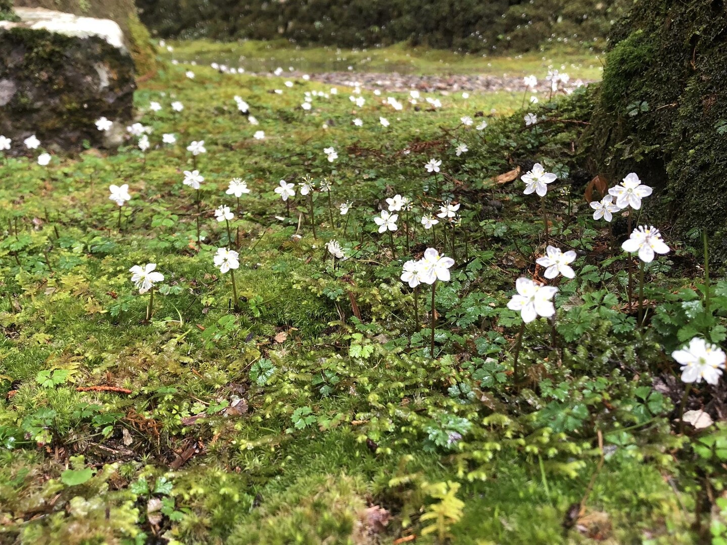 バイカオーレンと鬼ヶ城 / ♬dongoro♬さんのウォーキングの活動データ | YAMAP / ヤマップ