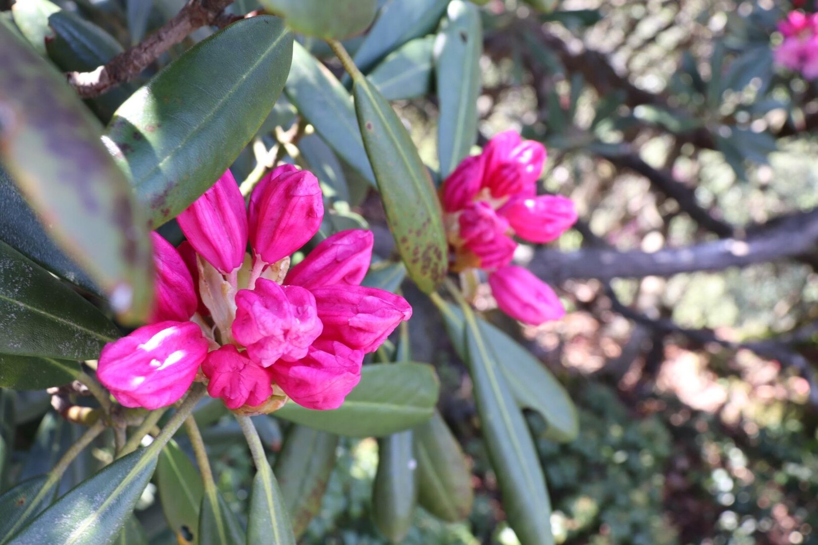 水無山・水無山南峰・綿向山・竜王山 / mintさんの綿向山の活動日記 | YAMAP / ヤマップ
