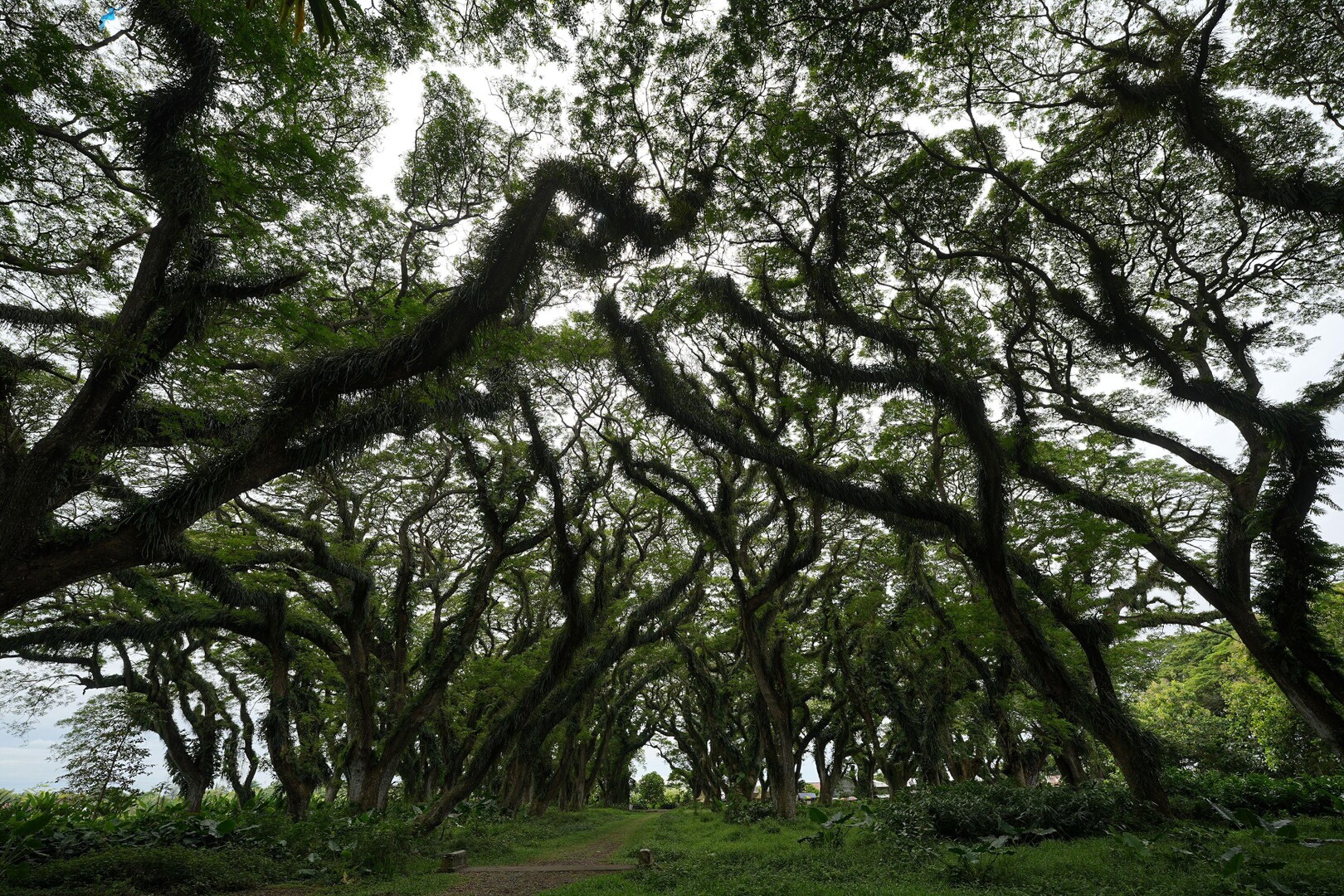 Banyuwangi 1st day de-djawatan forest / 通天閣人さんのイジェン山の活動データ | YAMAP / ヤマップ