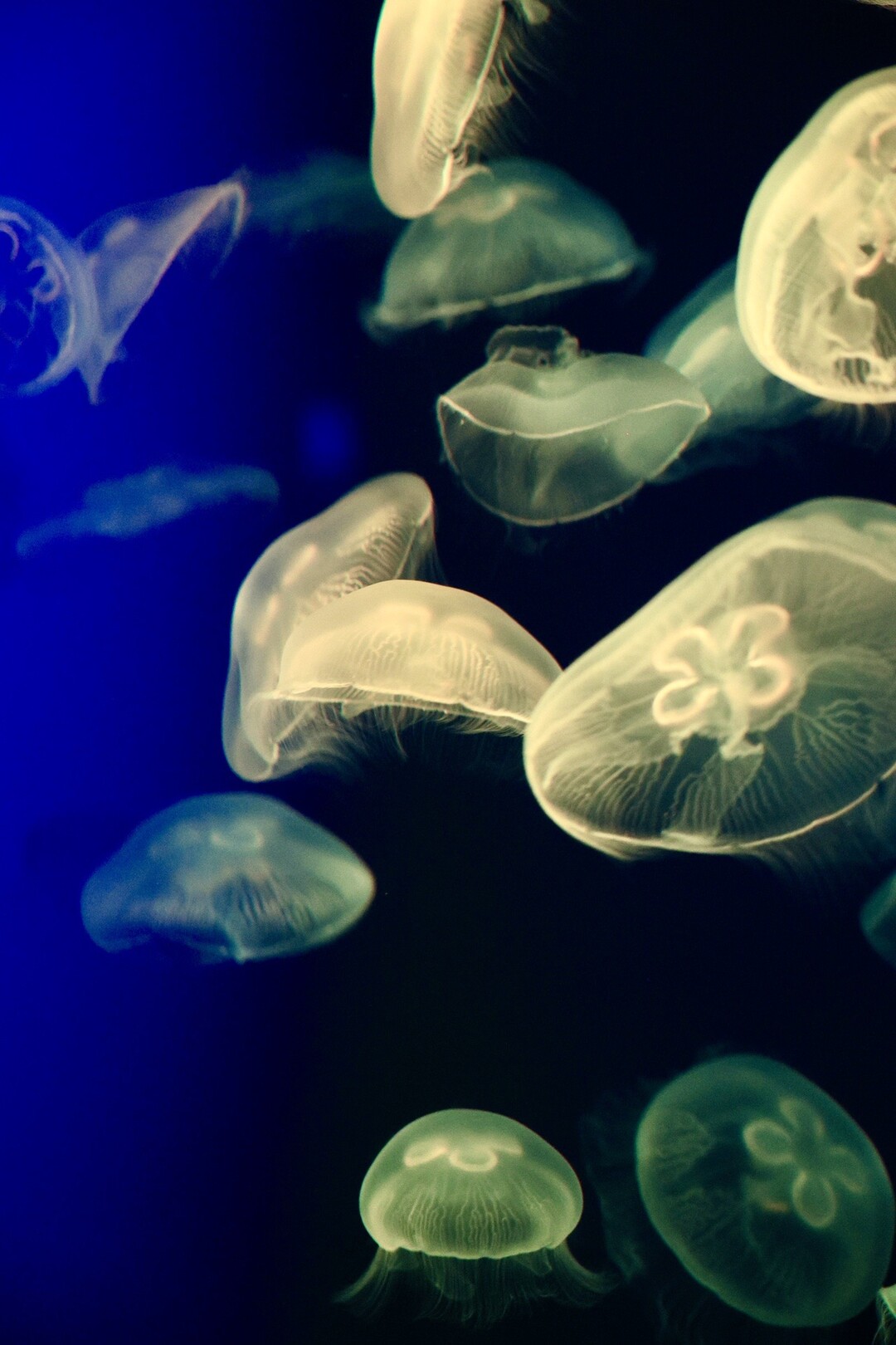 初動きモノ🐠 うみたまごに行ってきまし... / Koki・Fさんのモーメント | YAMAP / ヤマップ