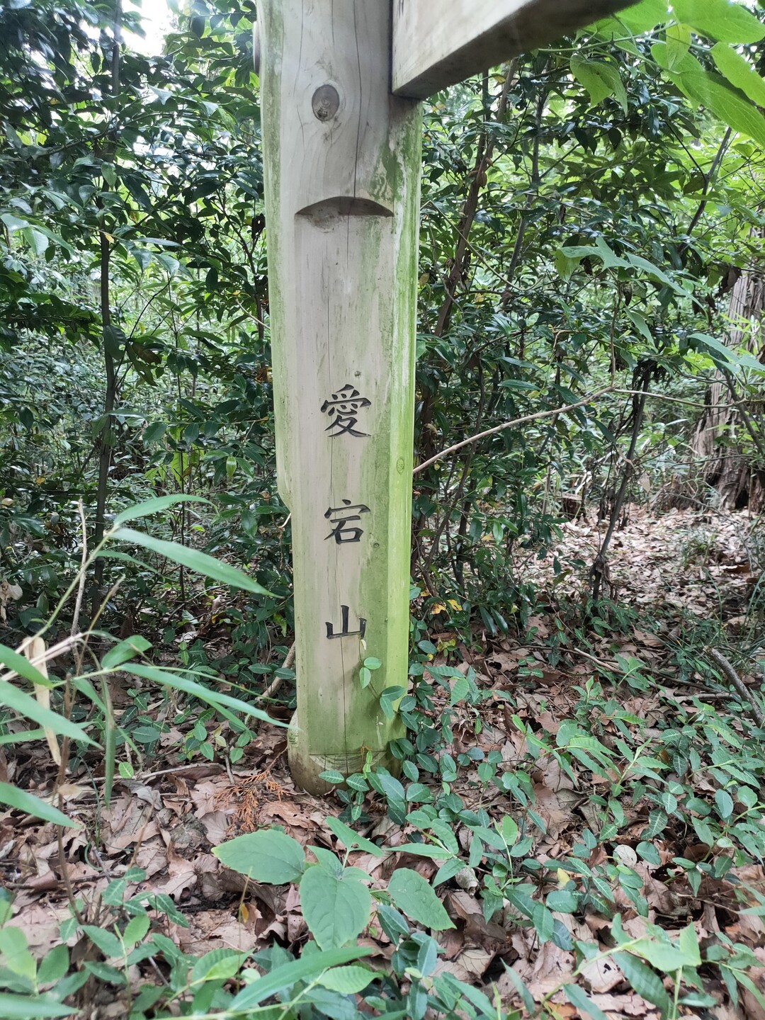 Mamincoさんの投稿したフィールドメモ | YAMAP / ヤマップ