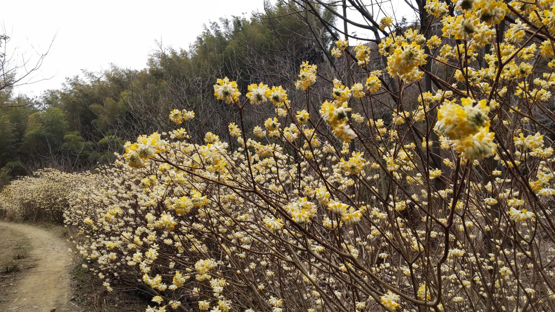 天王山・サントリー山・小倉山 / harroさんの鳩ヶ峰の活動データ | YAMAP / ヤマップ