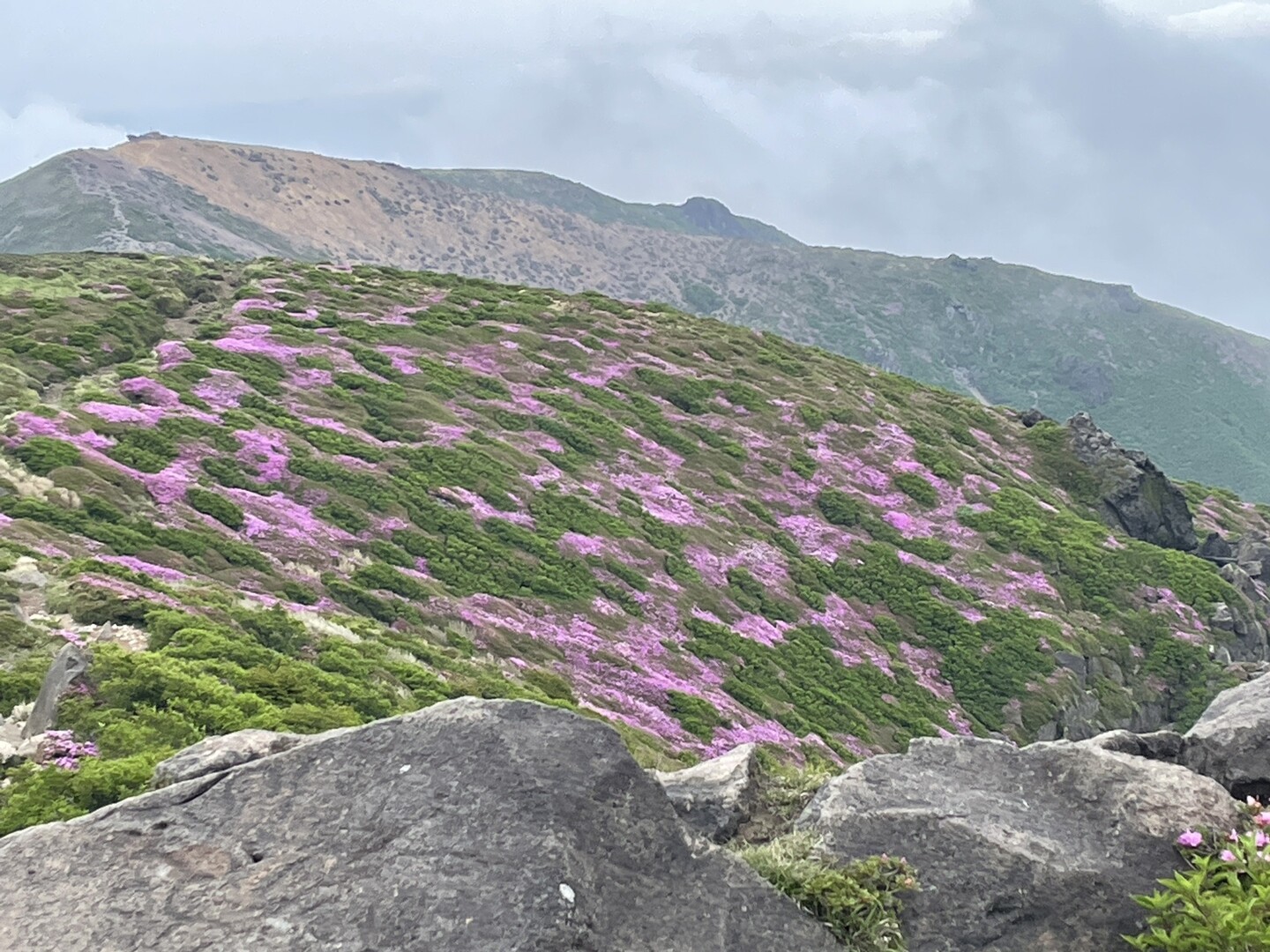 2022-06-05九重連山(ミヤマキリシマの旅)NO.3 / みーさんのウォーキングの活動日記 | YAMAP / ヤマップ