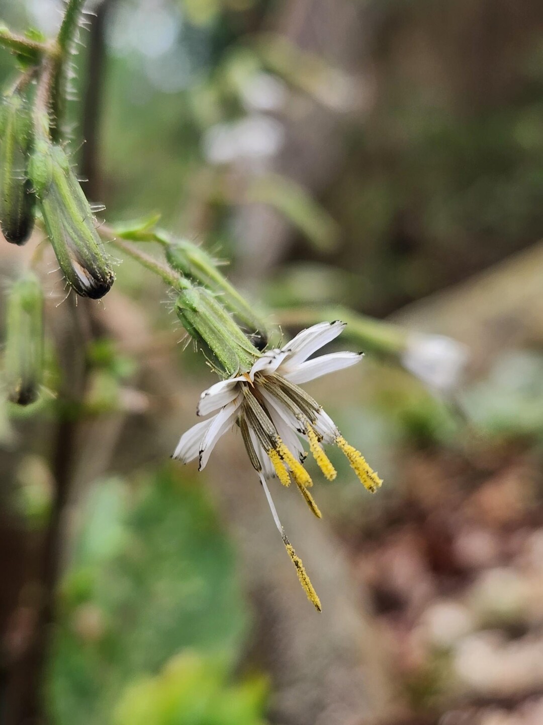 国見岳 / satomi29さんの御在所岳（御在所山）・雨乞岳の活動データ | YAMAP / ヤマップ