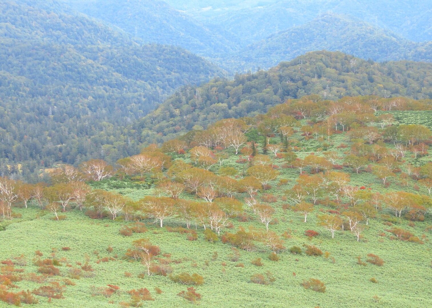 無意根山 紅葉の進み具合は / chromeさんの無意根山の活動データ | YAMAP / ヤマップ