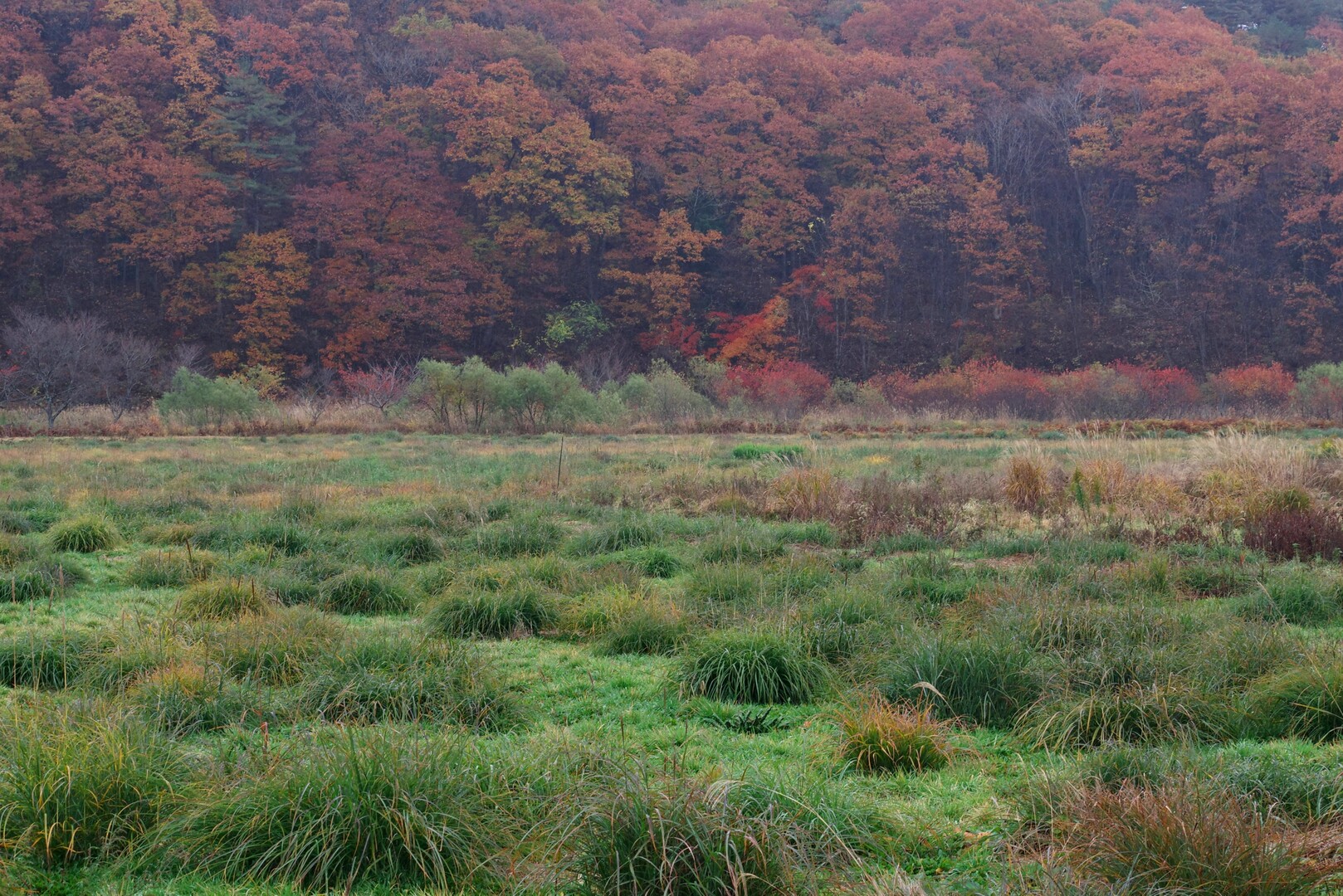 2024-11-17（日） 雨の日☔ ... / koroさんのモーメント | YAMAP / ヤマップ