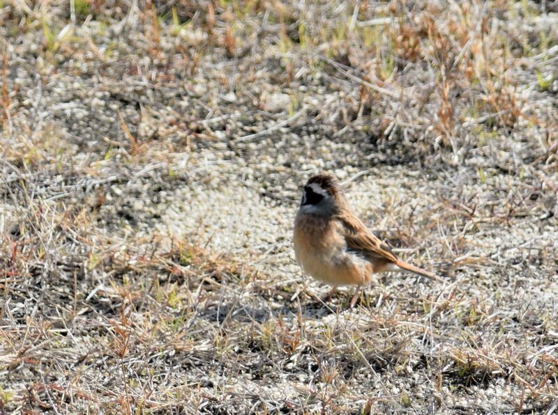 浜辺の鳥 来週の水曜日に再び鳥の多いふ... / tomyさんのモーメント | YAMAP / ヤマップ