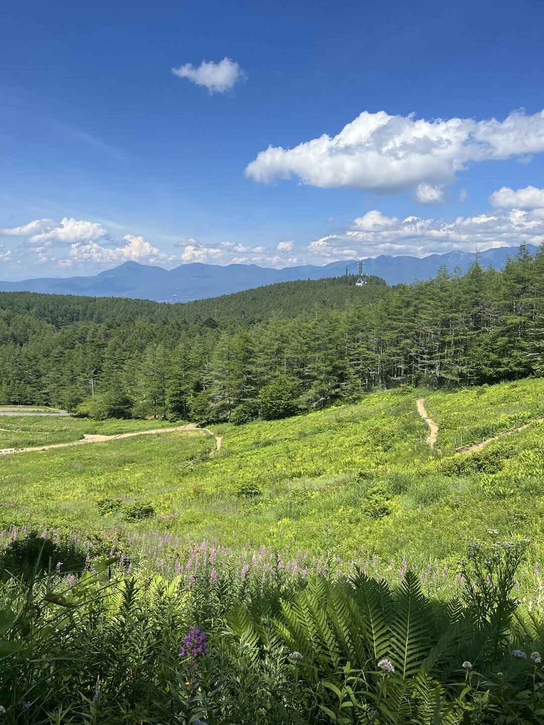 アカノラ山・入笠山 / momoさんの入笠山の活動データ | YAMAP / ヤマップ