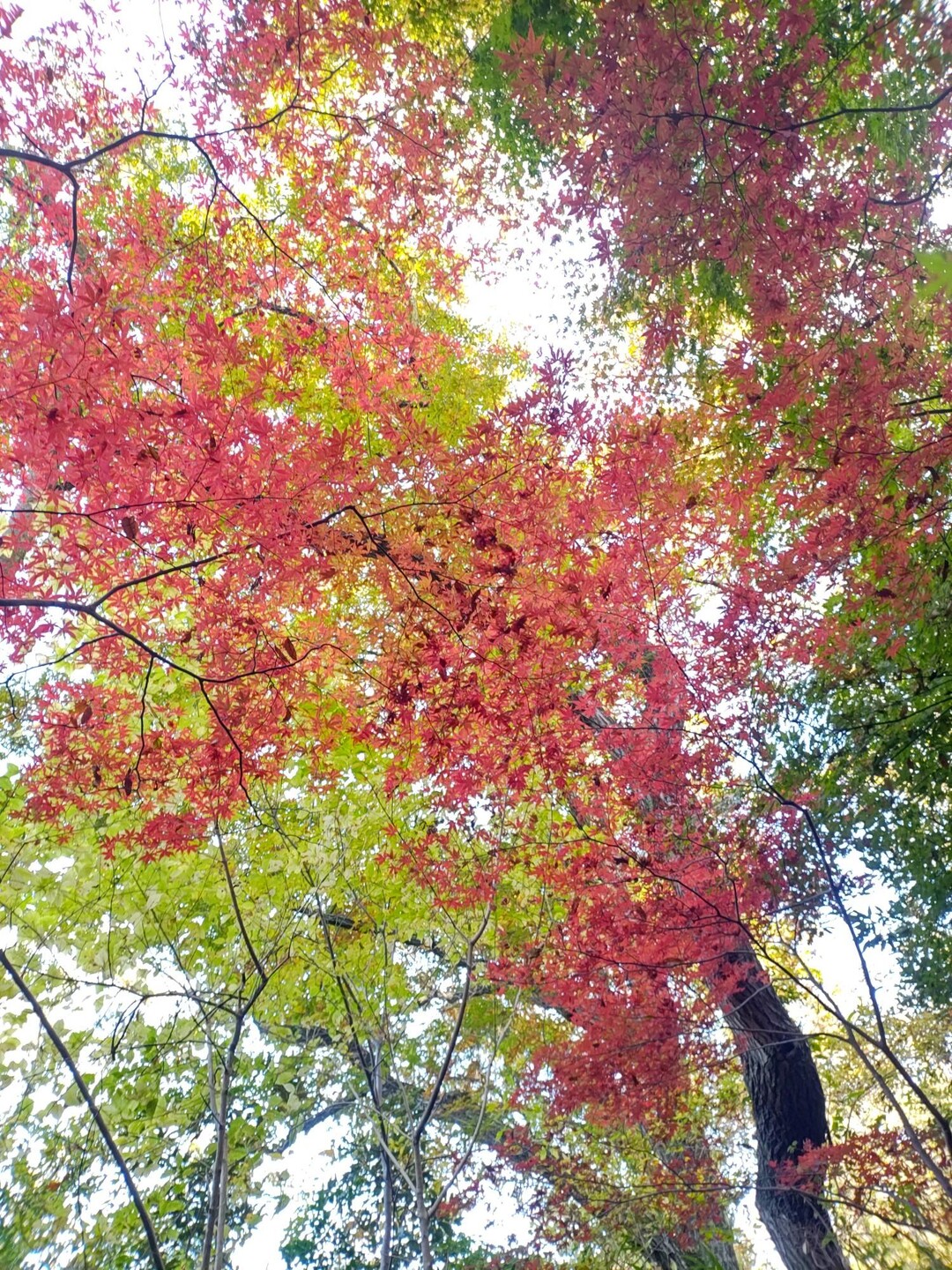 近場で山トレ🐾新たなチャレンジあり。👍 / keiAM60さんの生駒山・神津嶽・大原山の活動データ | YAMAP / ヤマップ
