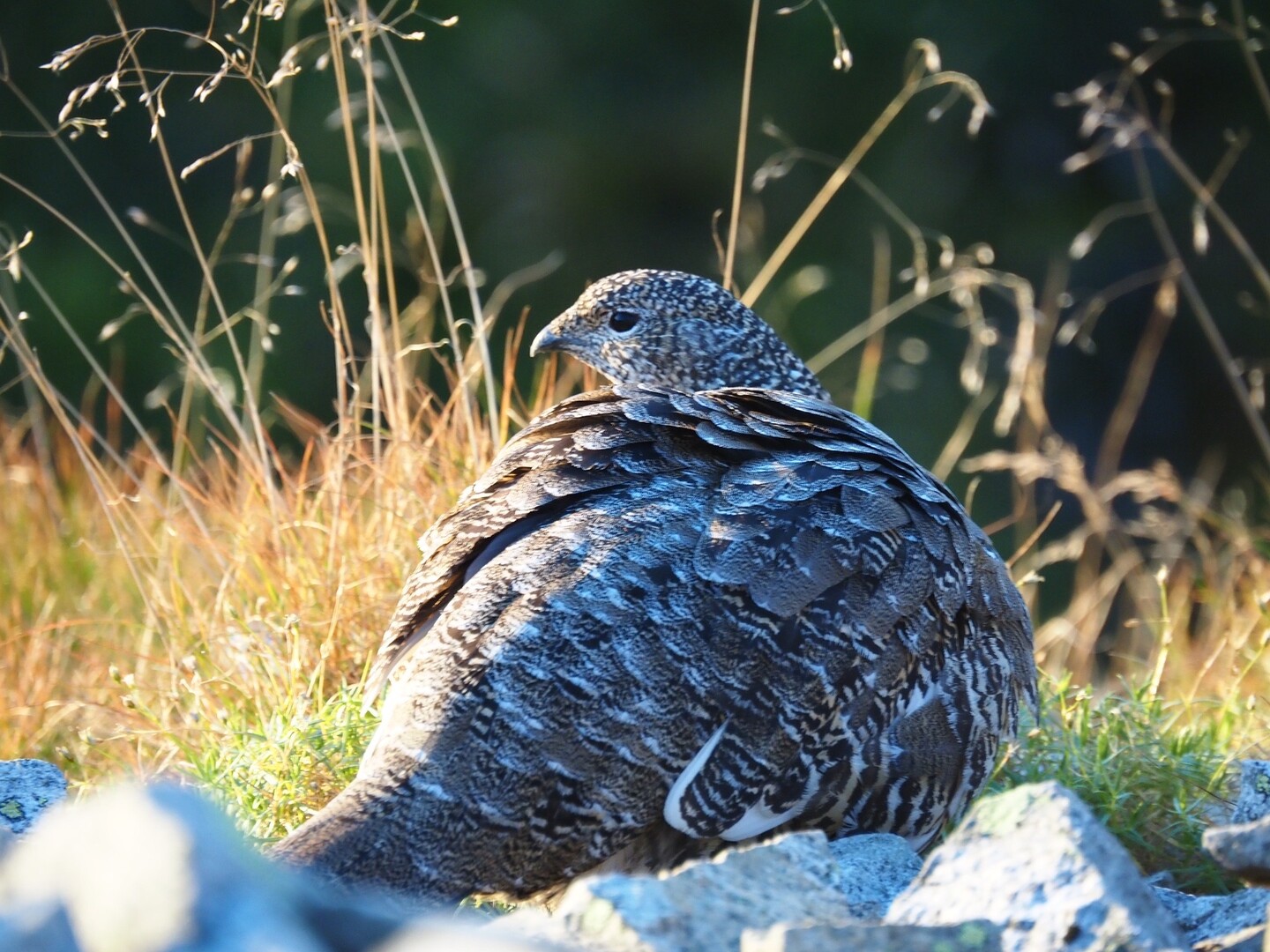 uapapaさんの投稿したフィールドメモ | YAMAP / ヤマップ