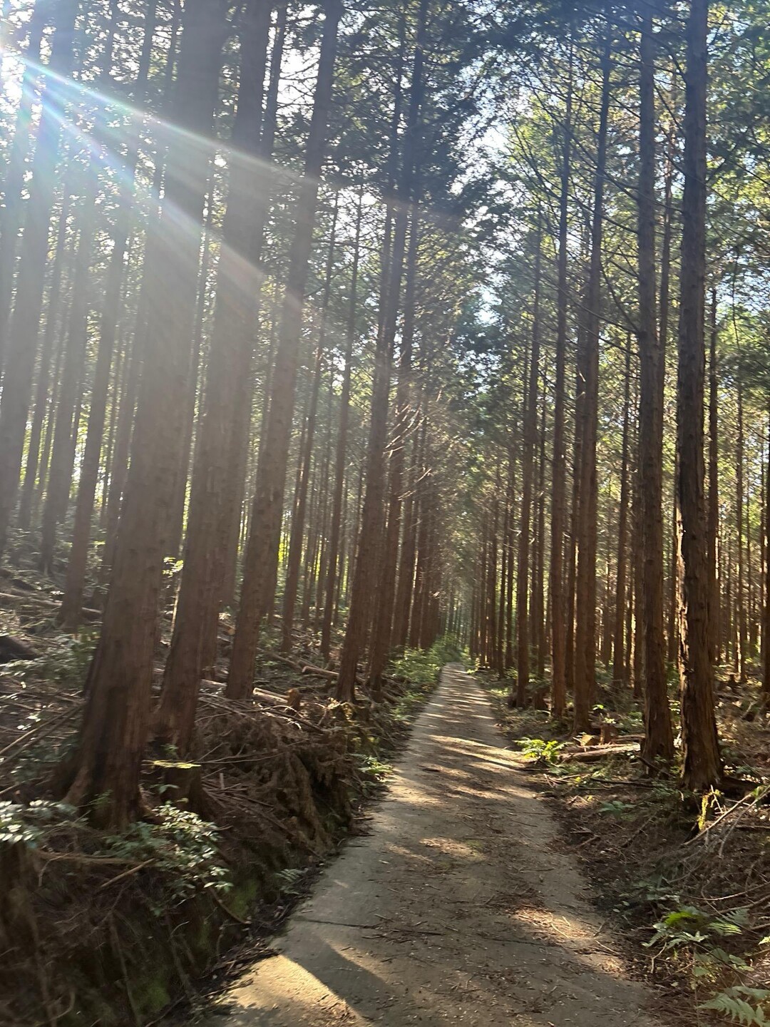 ダイトレ！ / ヨッシーさんの葛城修験エリアマップ（二上山周辺）の活動データ | YAMAP / ヤマップ