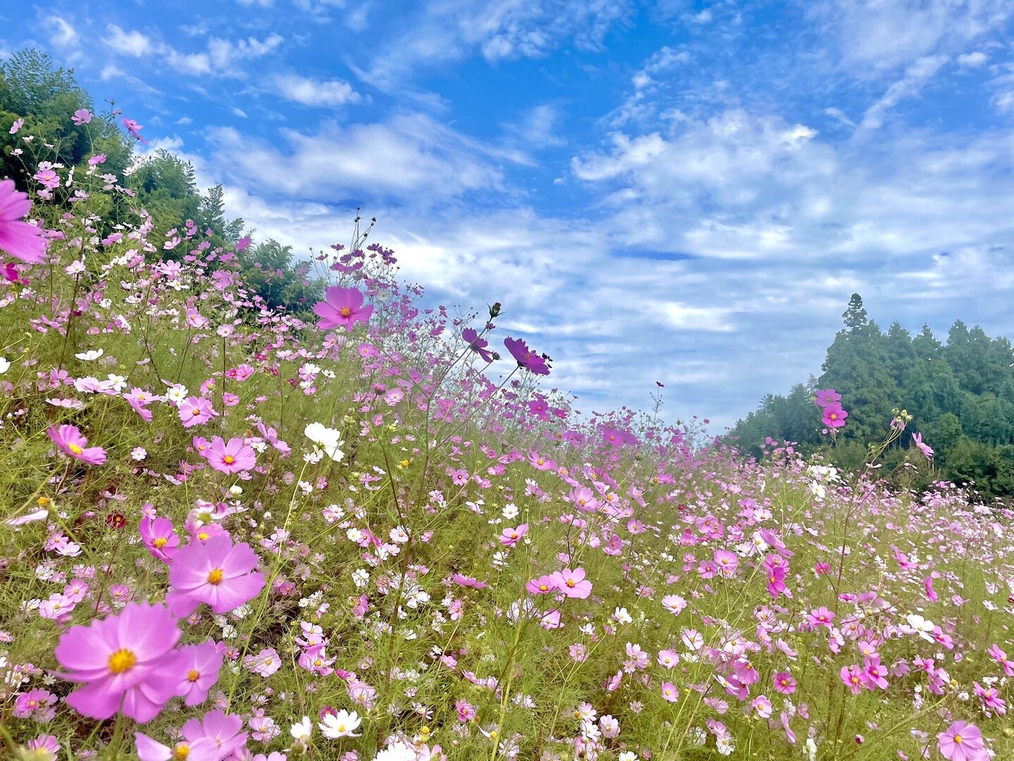 銭壺山 牛とコスモス / えりたさんの岩国市 由宇エリアの活動データ | YAMAP / ヤマップ