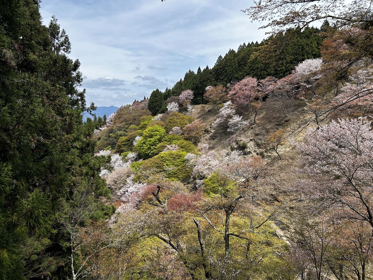 吉野山🌸高城山 / Nandoさんの吉野山・青根ヶ峰・百貝岳の活動データ | YAMAP / ヤマップ