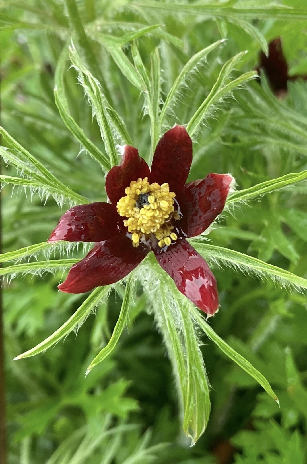 茶碗山の翁草🥀がバズってる？ならば行かなきゃ🚗🌬️ / kiko-mamaさんの茶碗山の活動データ | YAMAP / ヤマップ