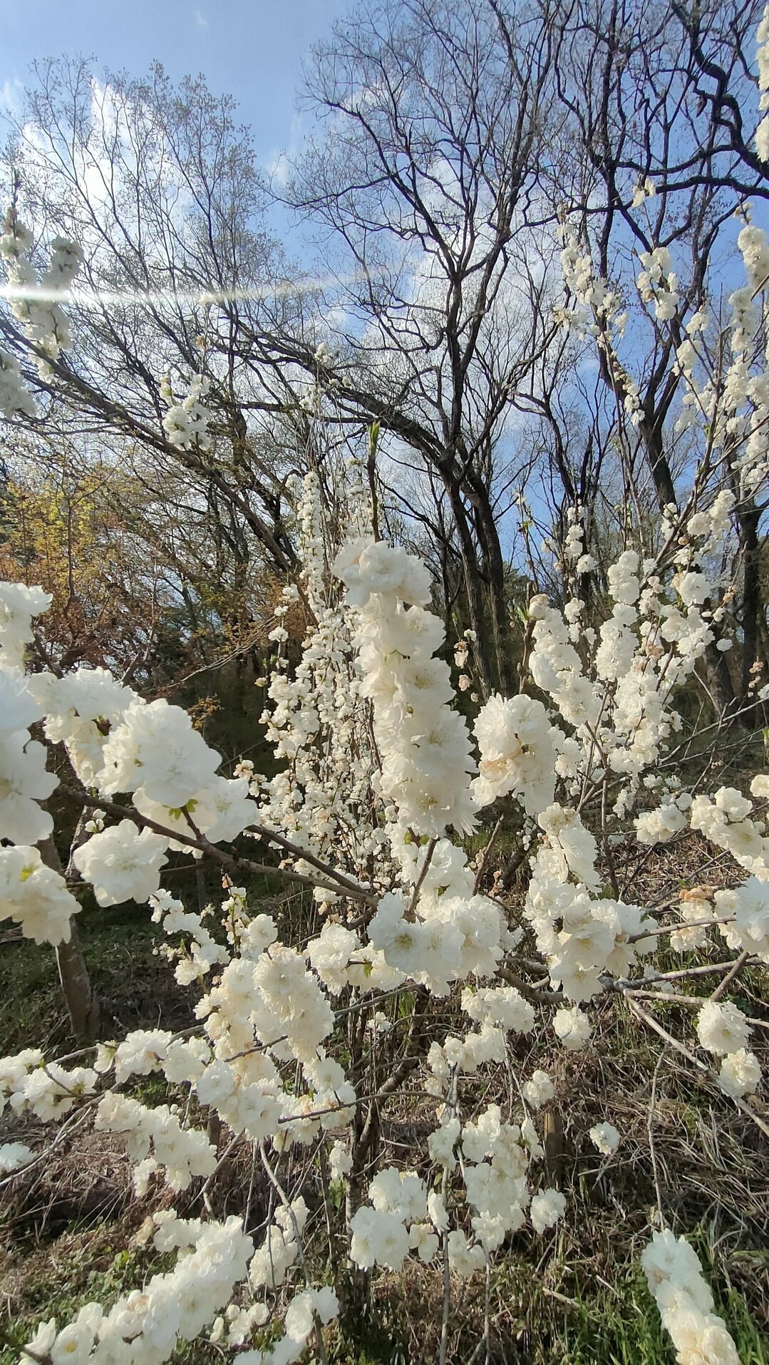 赤岩山・堂所山・三本松山・大嵐山・湯ノ花山・黒ドッケ・杉ノ丸・板当山・高ドッケ・杉沢の頭(峰ド... / GIさんの高尾山・陣馬山・景信山の活動データ | YAMAP / ヤマップ