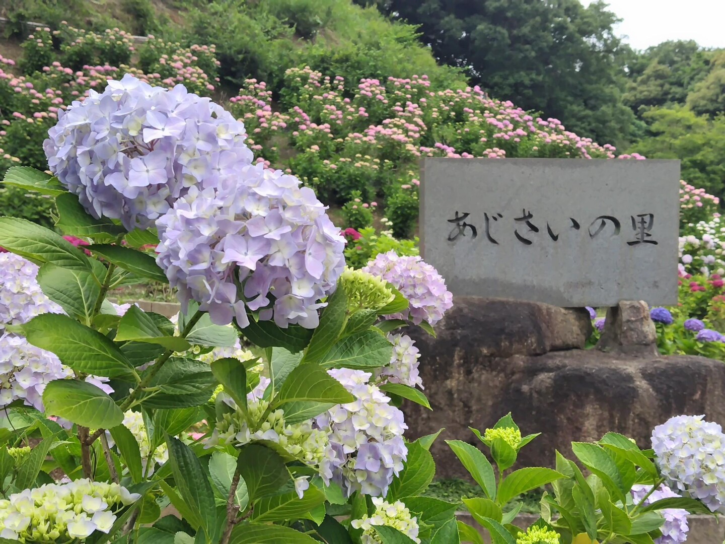 形原温泉あじさいの里 あじさいの季節にな... / YHさんのモーメント | YAMAP / ヤマップ