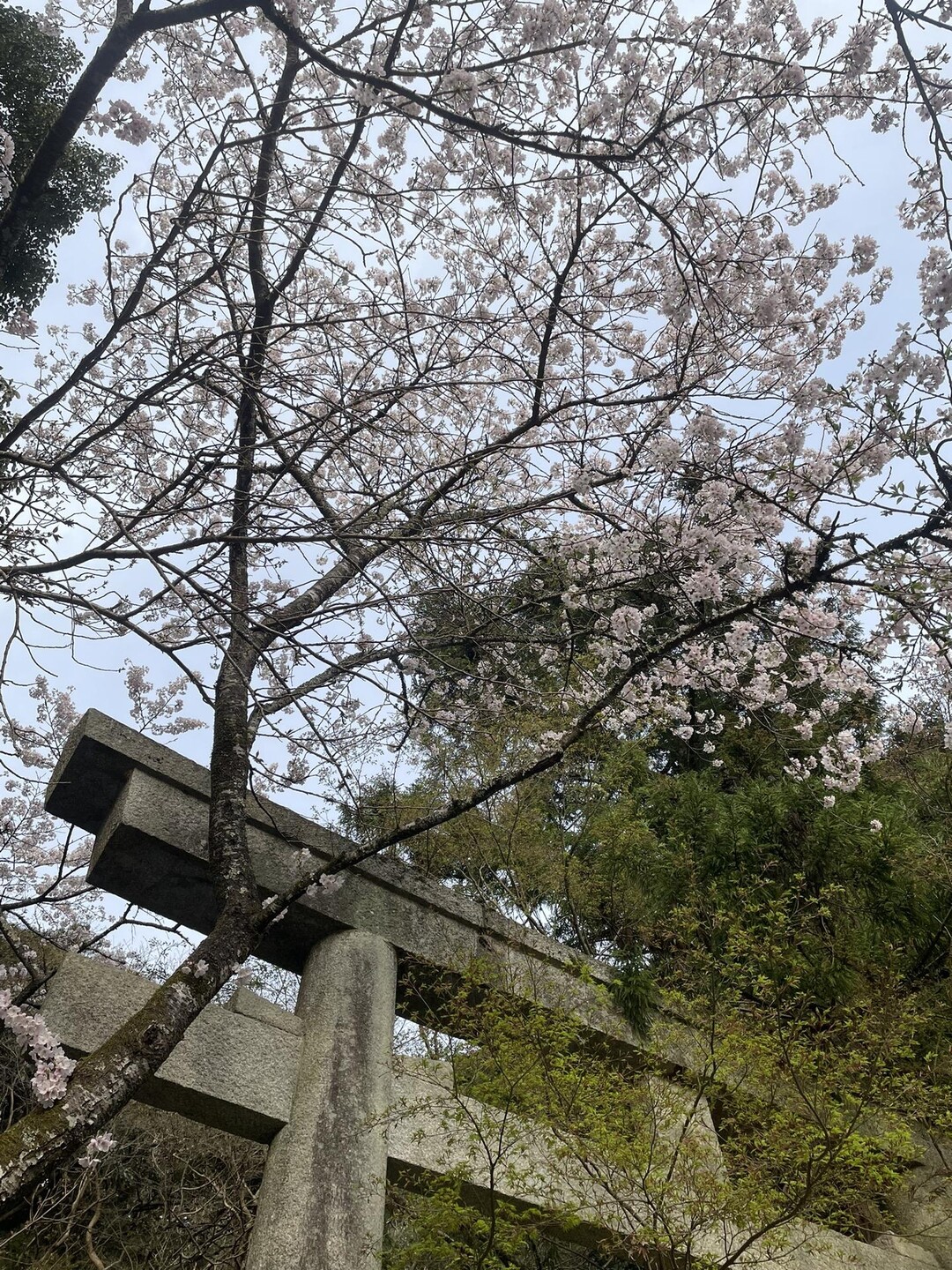 桜と宝満山 / daikiboさんの宝満山・三郡山・若杉山の活動データ | YAMAP / ヤマップ