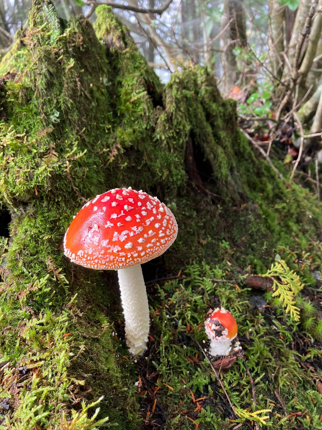 百名山3座目 両神山 / tenpiさんの両神山・諏訪山・二子山の活動データ | YAMAP / ヤマップ