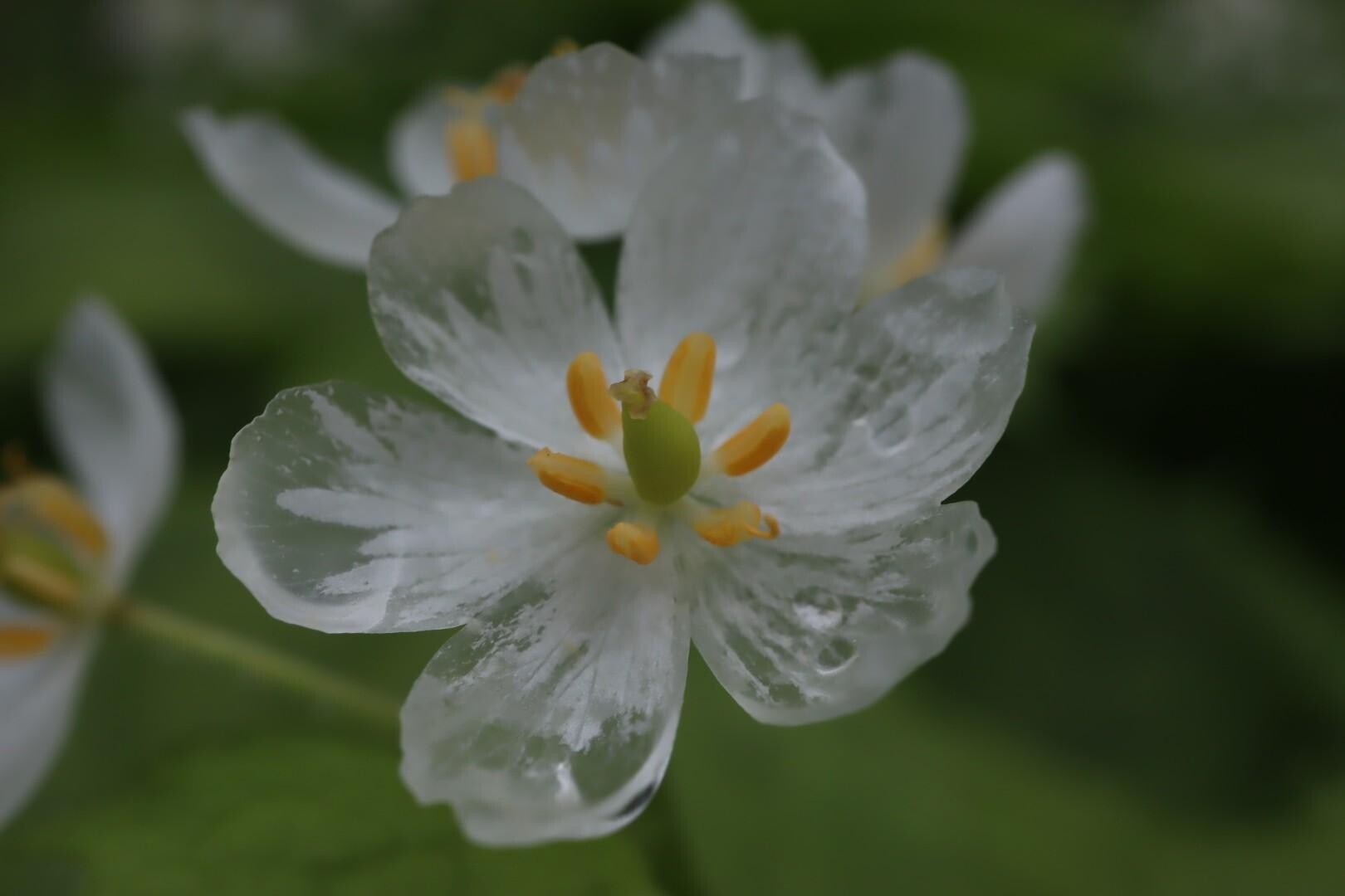 クリスタルサンカヨウ📷 2024.6.3 / YUMI 🍄さんの毛無山の活動データ | YAMAP / ヤマップ