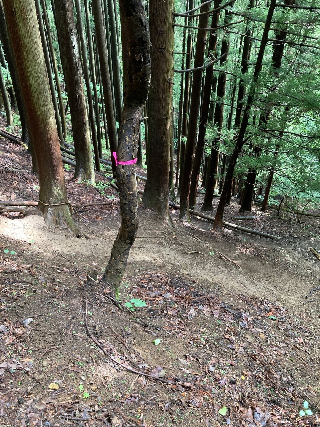 ゆるハイカーさんの投稿したフィールドメモ | YAMAP / ヤマップ