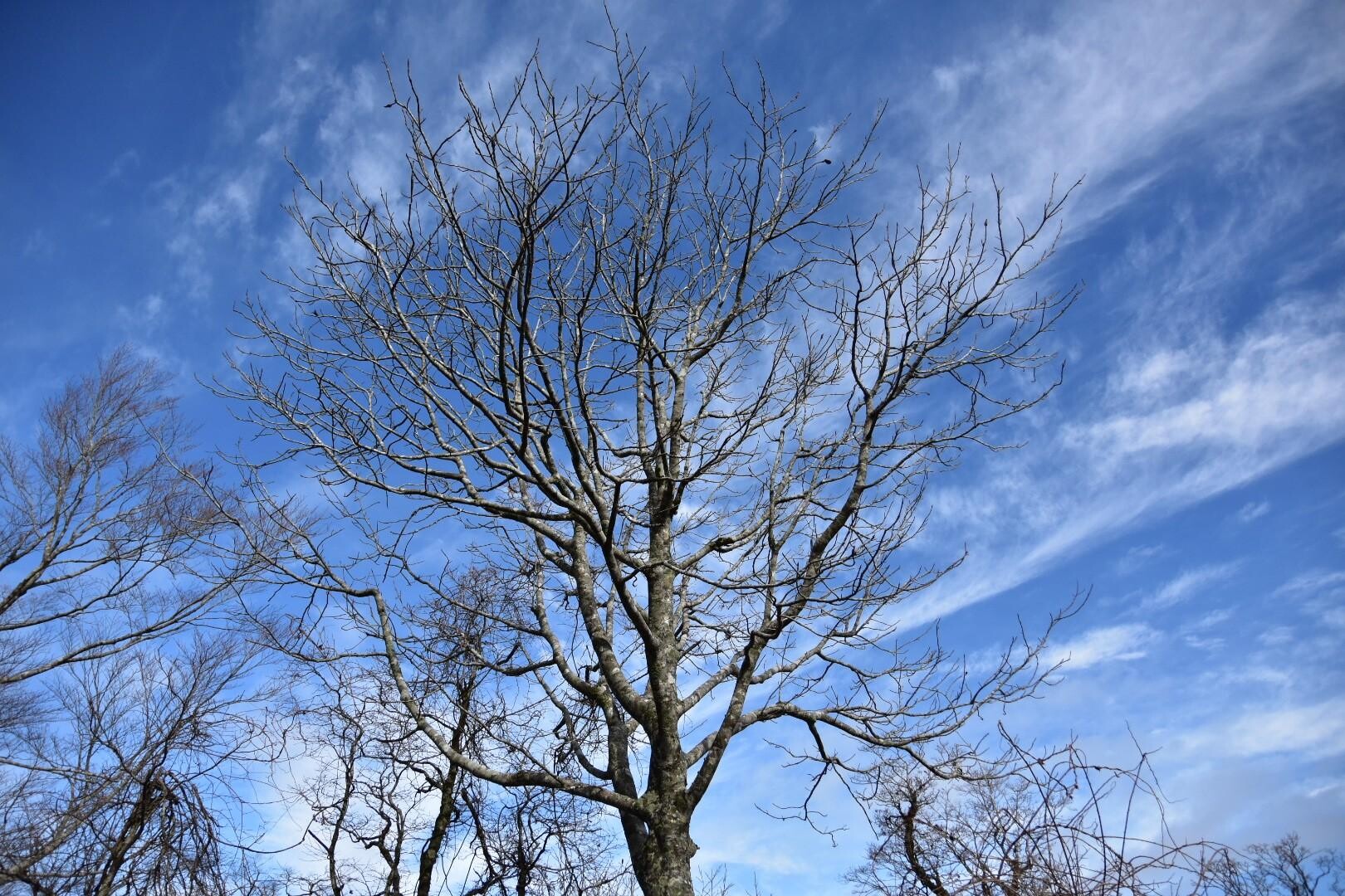 砥石郷山・恐羅漢山・旧羅漢山 / emu626さんの恐羅漢山の活動データ | YAMAP / ヤマップ