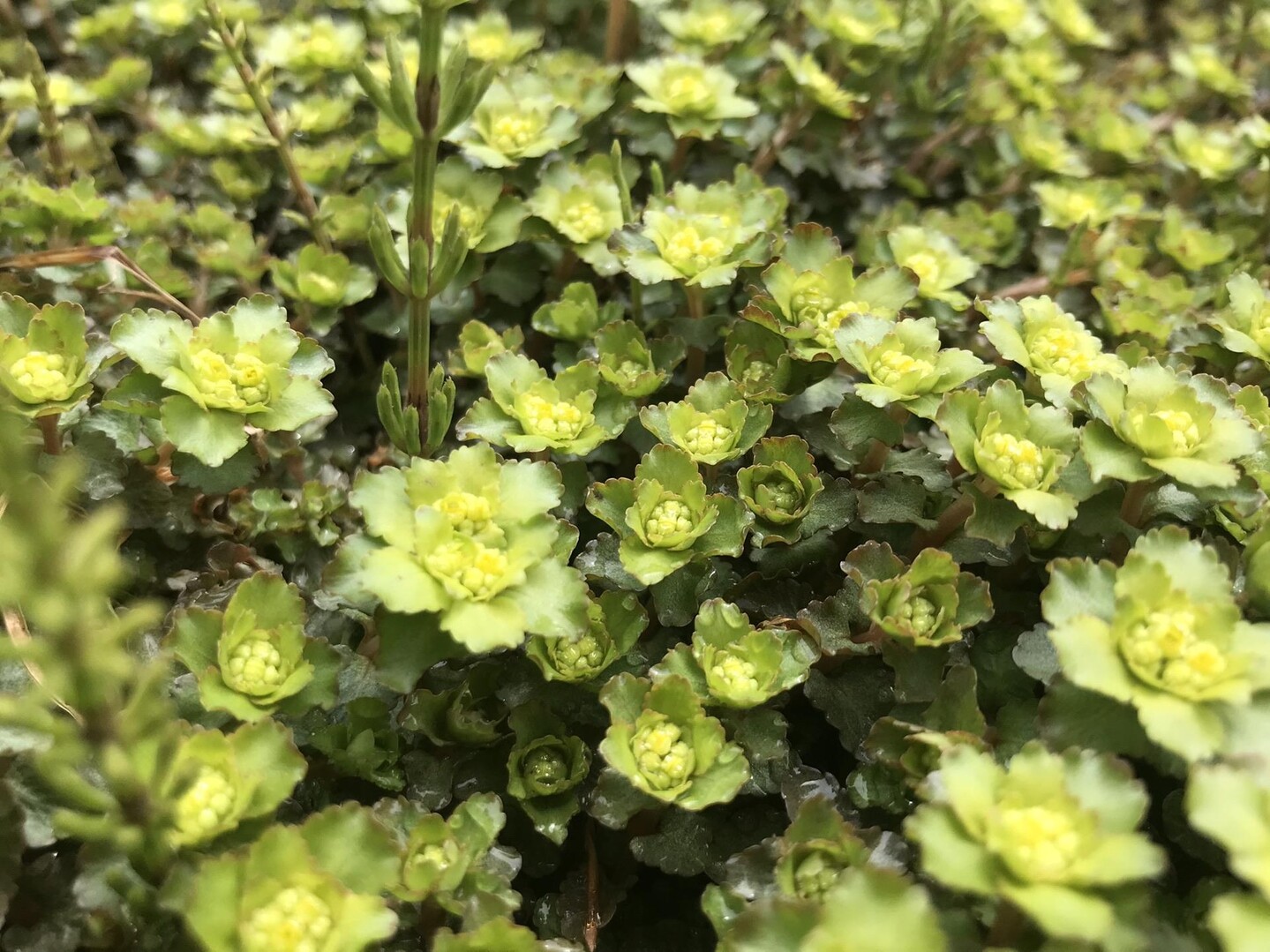 いい天気 ネコノメソウが、まぶしい！！... / RINさんのモーメント | YAMAP / ヤマップ