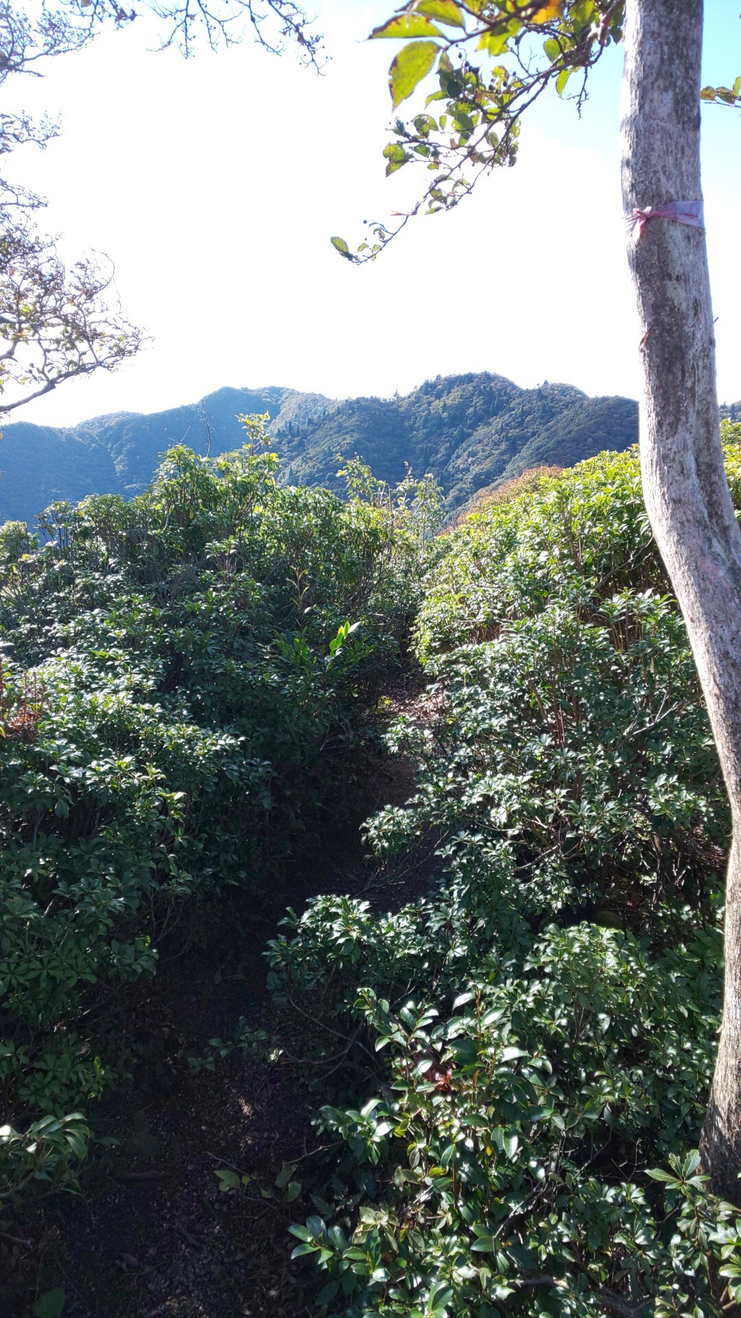 Sunちゃん0315さんの投稿したフィールドメモ | YAMAP / ヤマップ