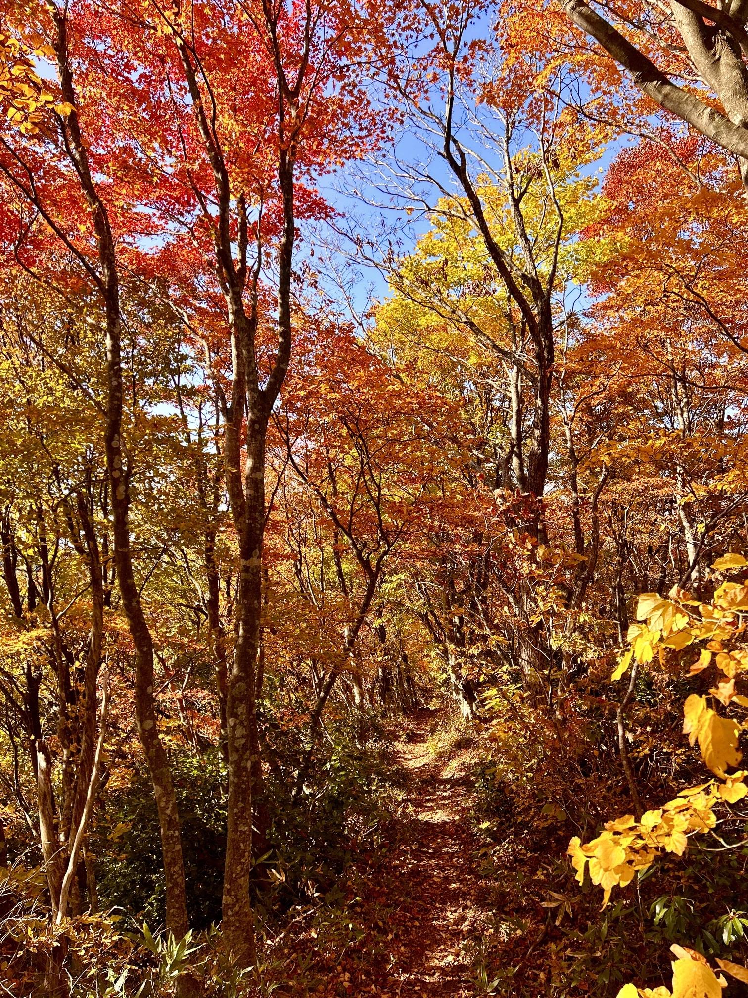 たけくらべやま🍁 / mineさんの丈競山・浄法寺山・鷲ヶ岳の活動データ | YAMAP / ヤマップ
