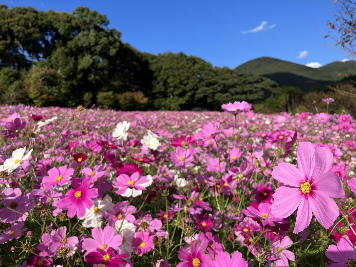 ☆2022.10.18 大好きなコスモス... / Ryuさんのモーメント | YAMAP / ヤマップ