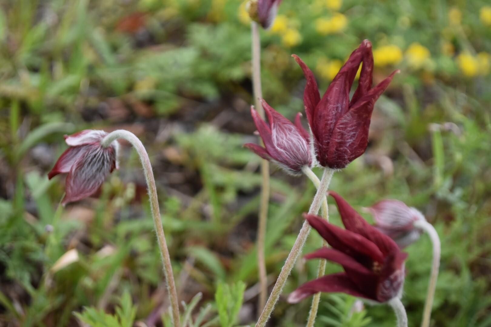指宿の桜② 辻之岳 / shoさんの指宿市の活動日記 | YAMAP / ヤマップ